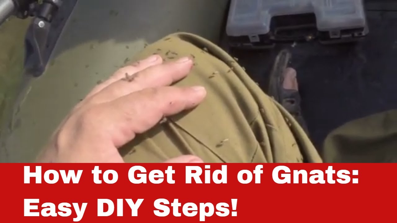 How to Get Rid of Gnats: Easy DIY Steps for a Gnat-Free Home! - YouTube