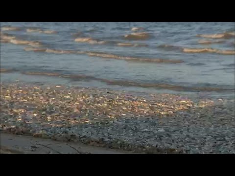 Here's why dead fish are littering Southeast Texas beaches - YouTube