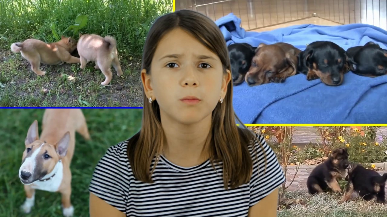 Марина Коваленко / Maryna Kovalenko - Стихотворение "Непослушный щенок ...