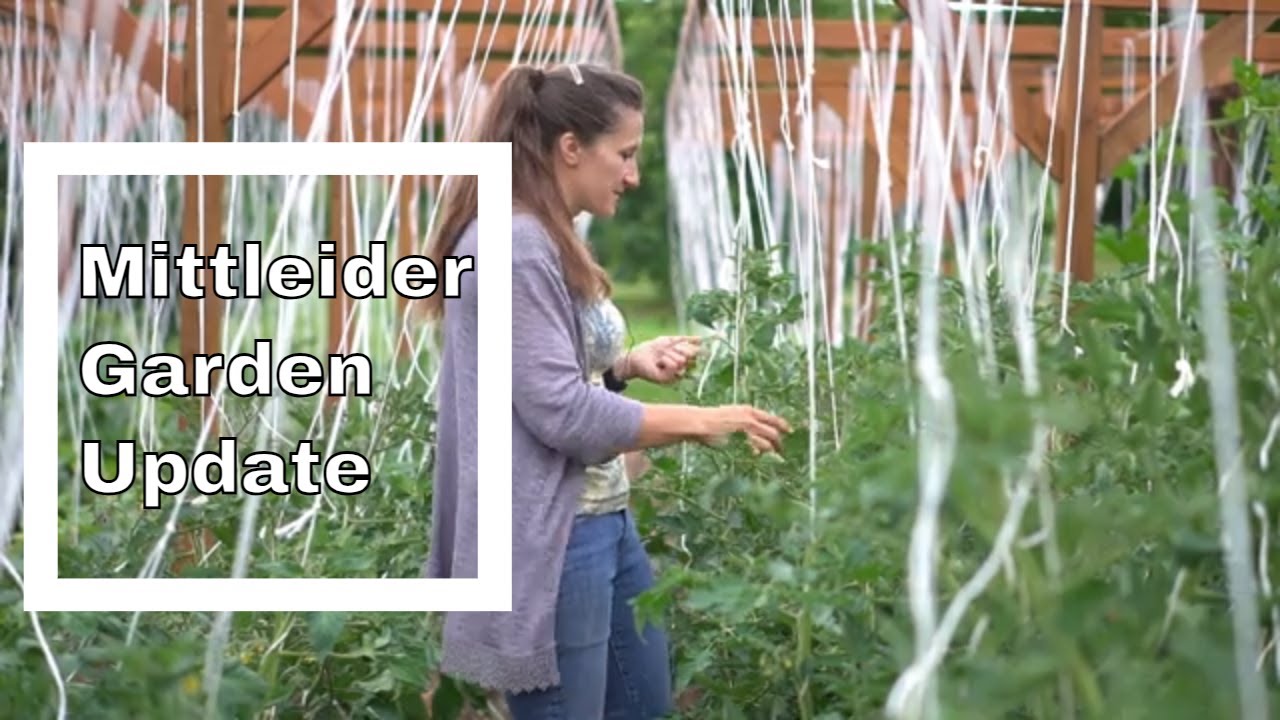 Garden Tour and Mittleider Method Update #2: June 19, 2023 - YouTube