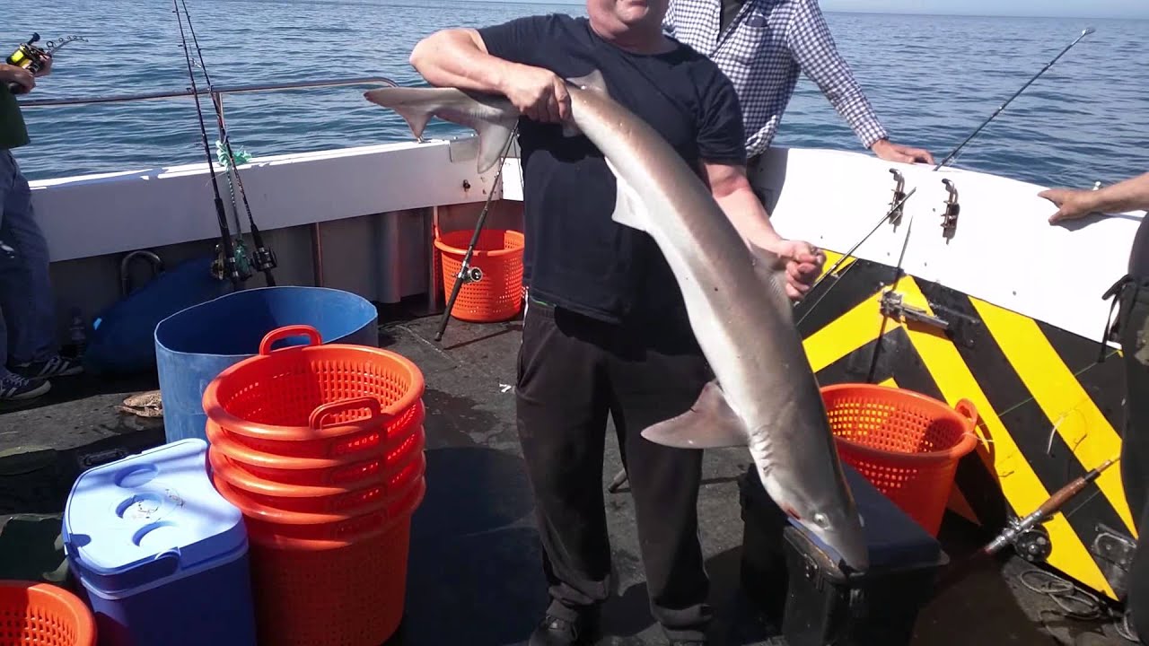 Shark Fishing Off Anglesey Catching a Shark - YouTube
