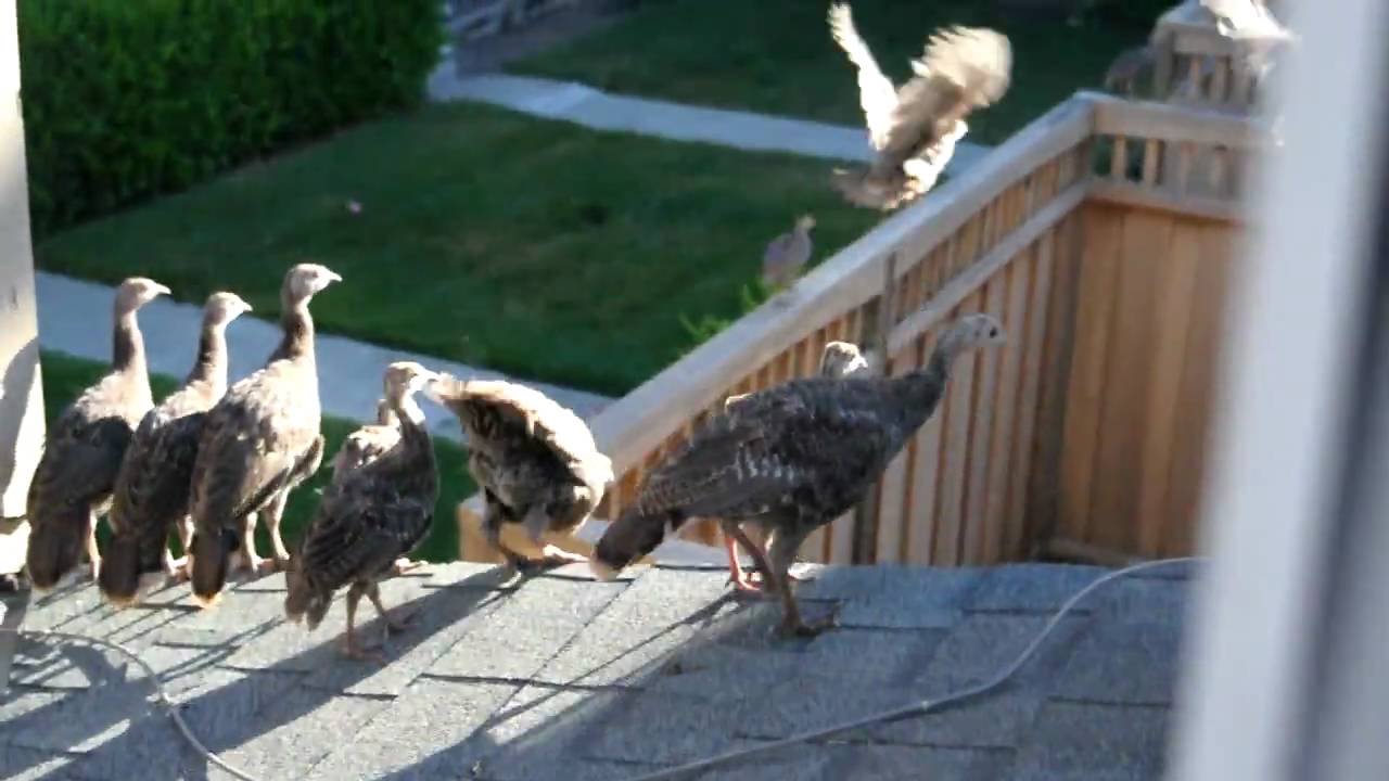 Good Morning Turkeys - YouTube