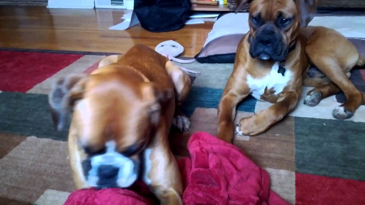 Boxer making funny noises - YouTube