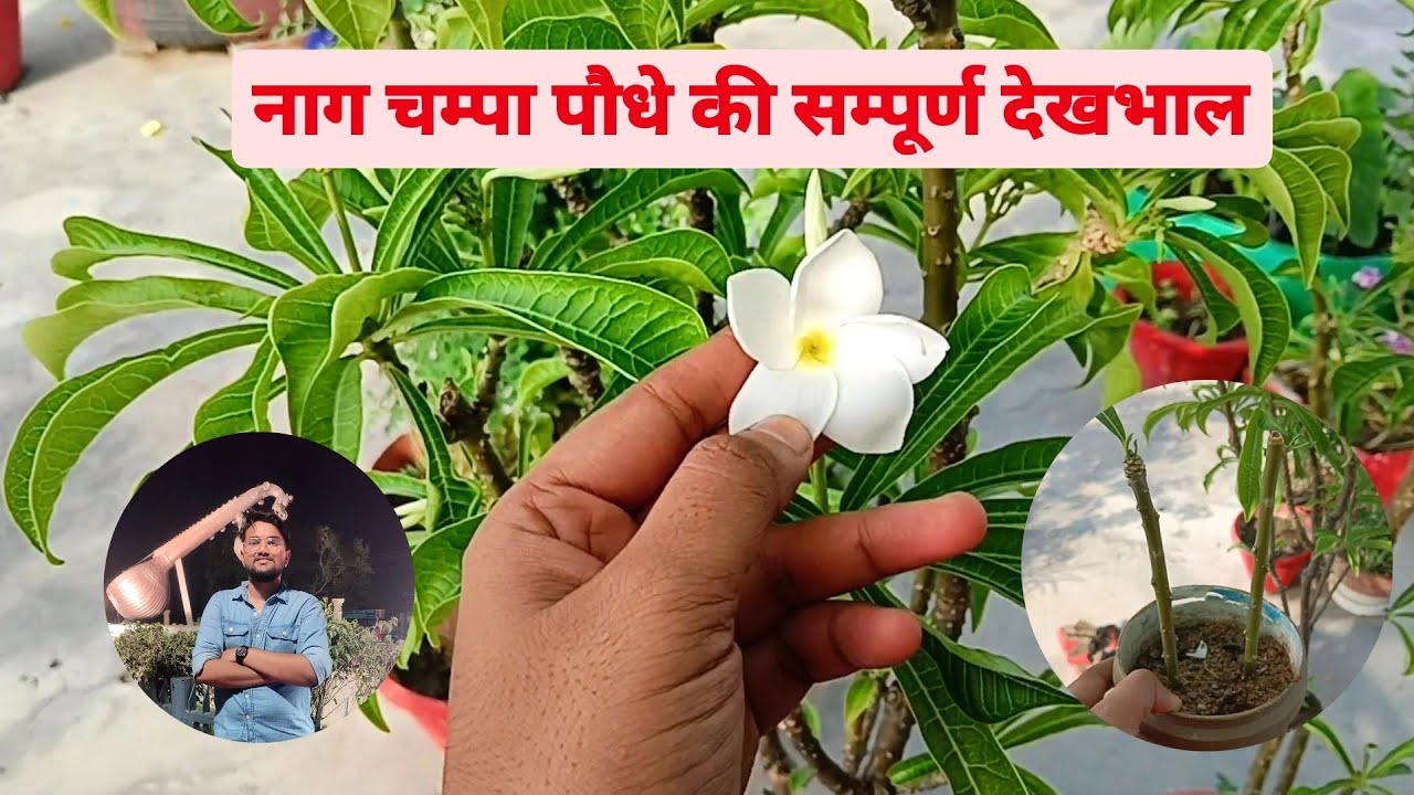 How to care nag Champa || nag Champa cutting grow || how to grow # ...