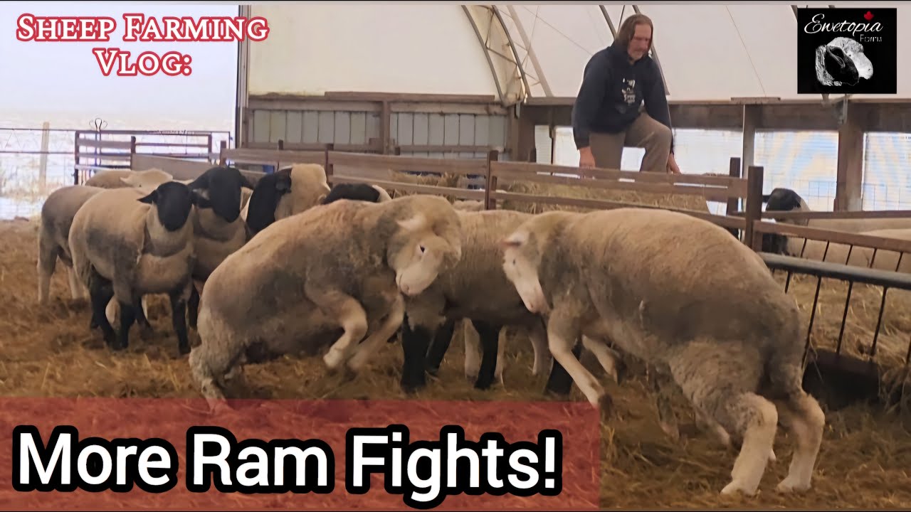 Skidsteer Lessons & Ram Fights: Winter Sheep Barn Challenges - YouTube