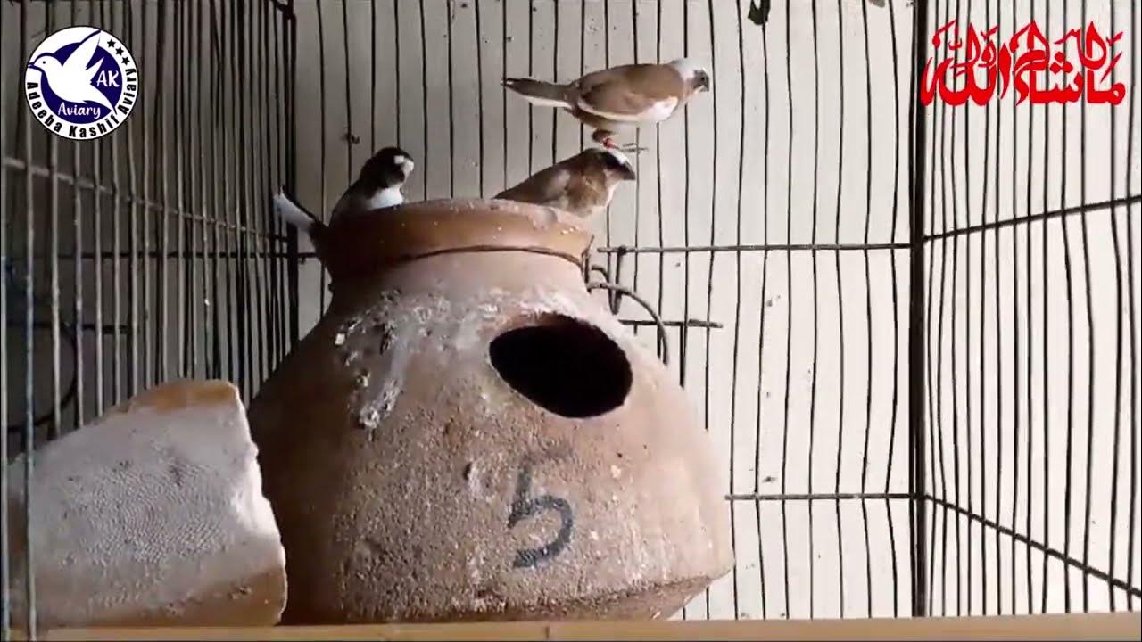 Java Sparrow Breeding Progress | Silver Java Chicks | Silver Java Birds | @akaviary - YouTube