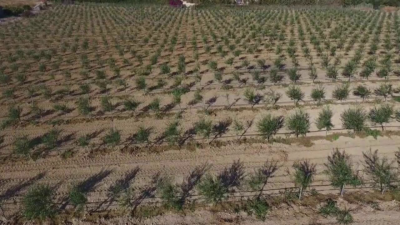 ΥΠΕΡΠΥΚΝΗ ΓΡΑΜΜΙΚΗ ΚΑΛΛΙΕΡΓΕΙΑ ΚΟΡΩΝΕΙΚΗΣ ΕΛΙΑΣ - YouTube