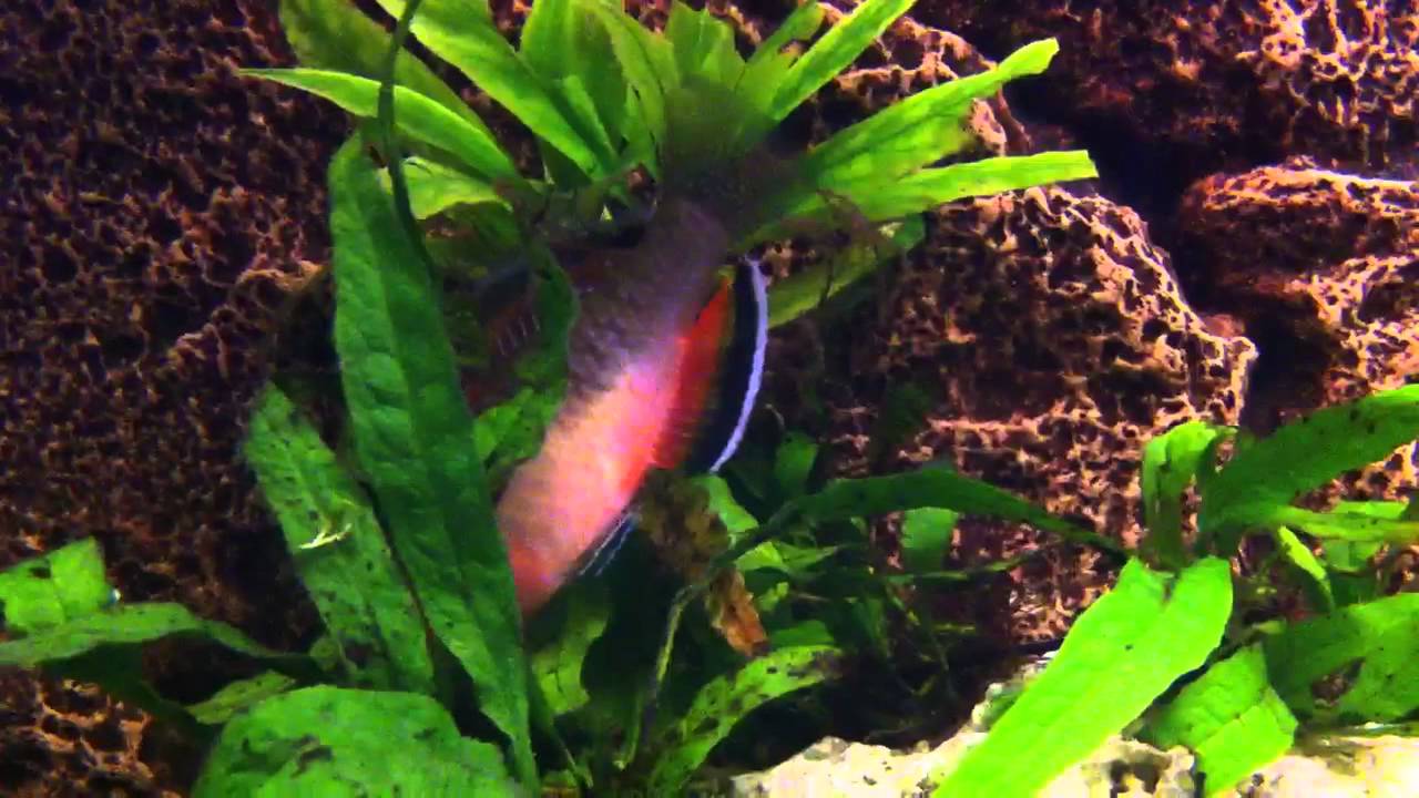Hypseleotris Compressa, Empire Gudgeon - YouTube