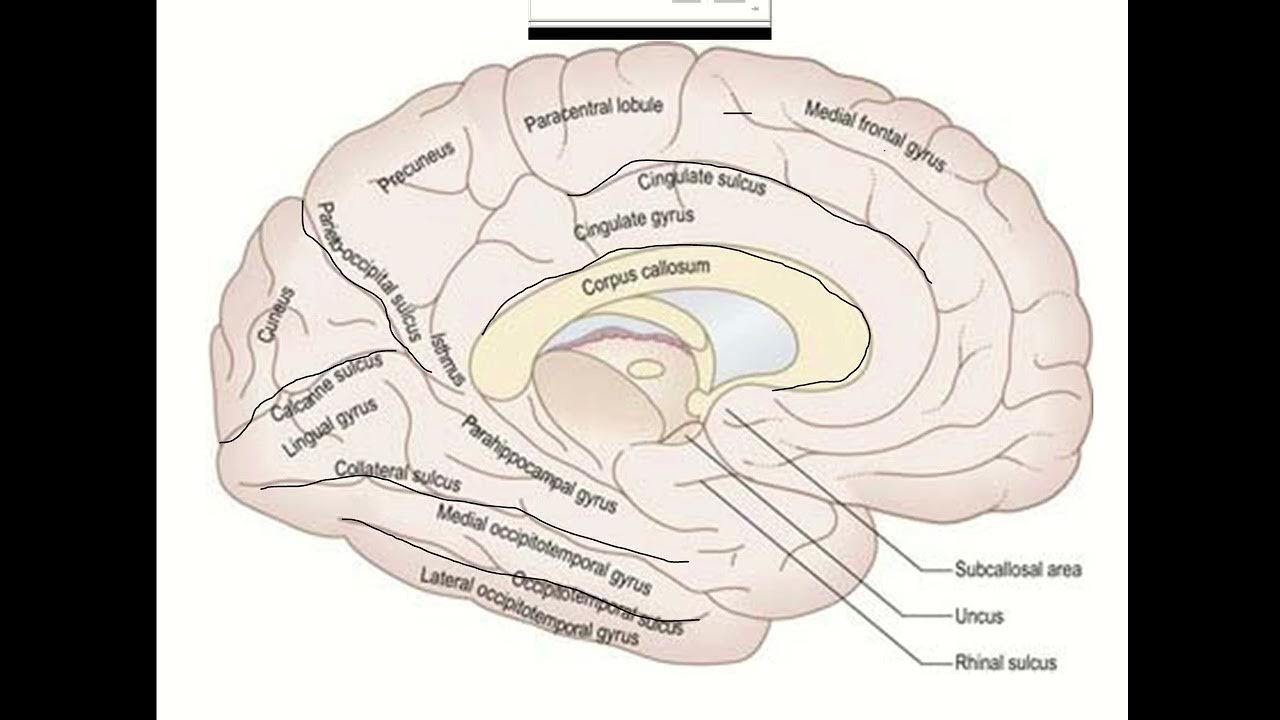 Sulcus And Gyrus Of Medial Surface Of Cerebrum Youtube