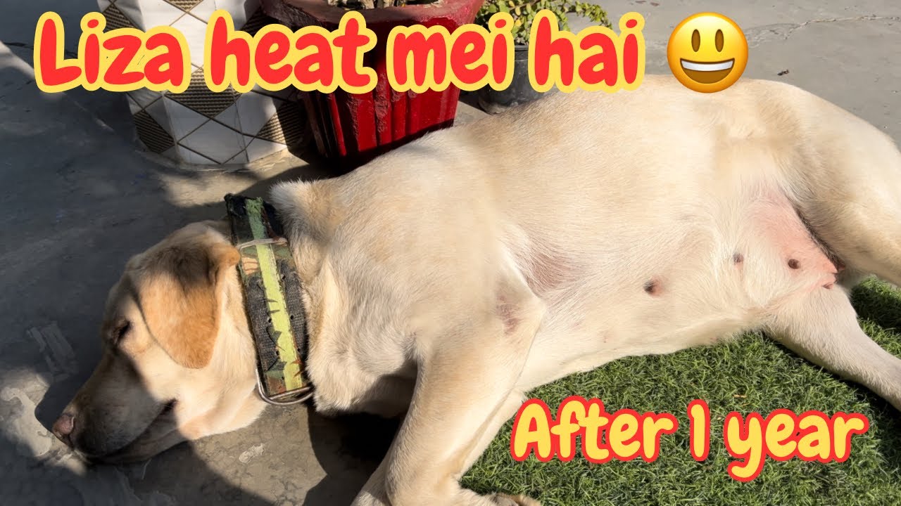 My labrador is on heat 😄 || Almost after a complete one year 😇💯 - YouTube
