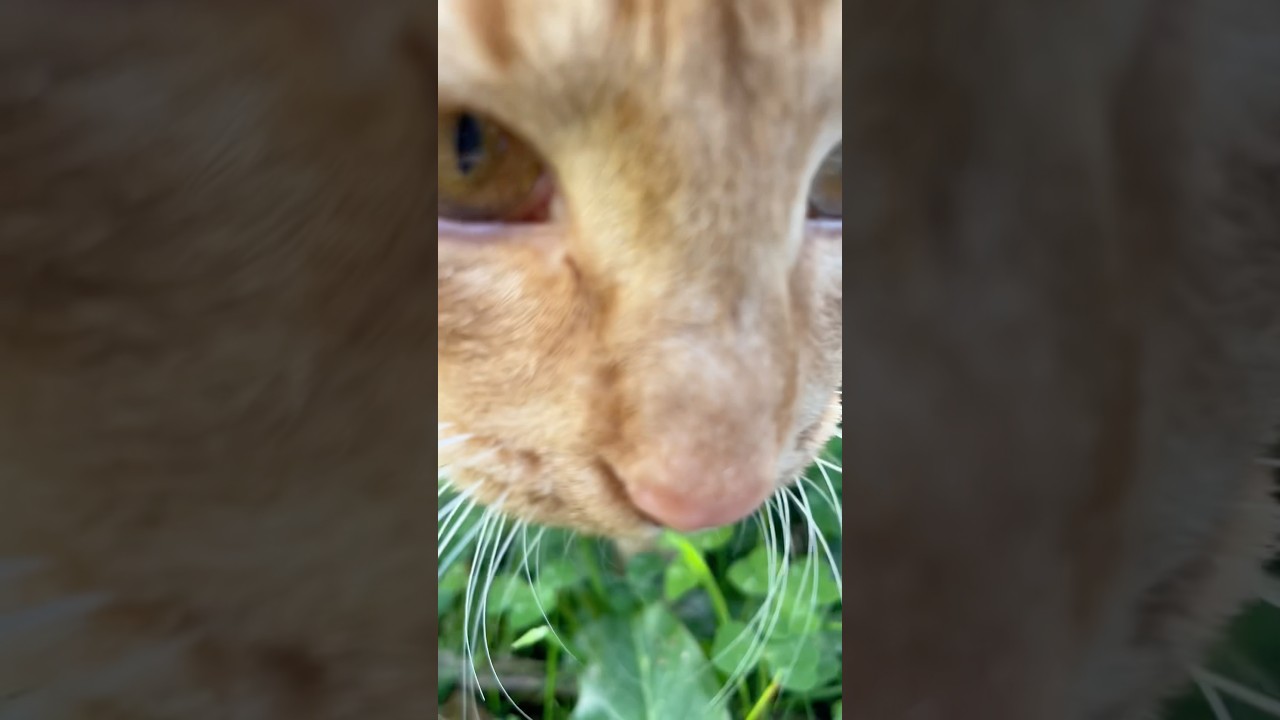 red devil. here and now #cat #kitty #catboy #pet #animals - YouTube