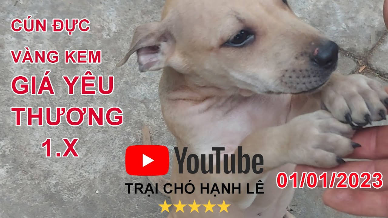 Gi.á Cún Đực Vàng Kem (Bingo & King) || Trại Chó Hạnh Lê #54 - YouTube