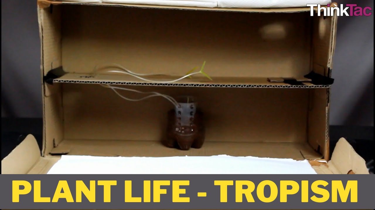 Plant Life - Tropism | Class 10 Experiential Activity - YouTube