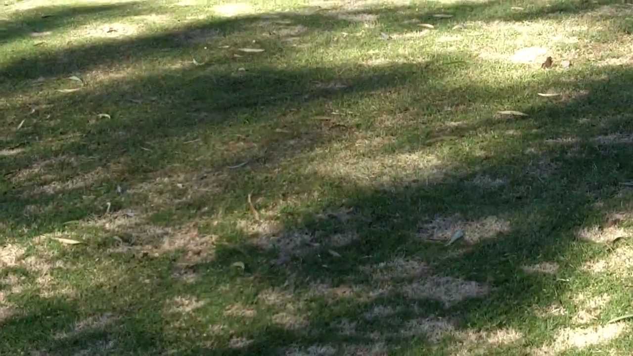 [Spring Dead Spot] [Turf Fungal Disease] [Lawn Problems] [Lawn Dead ...