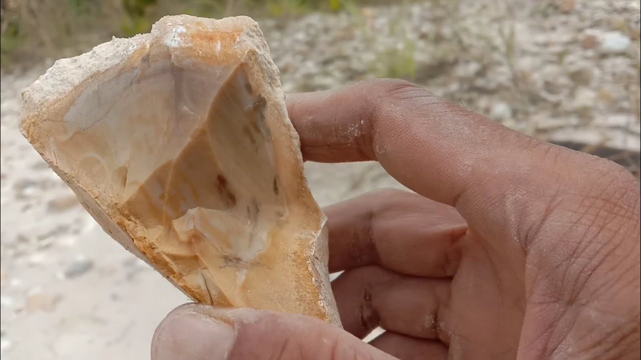 Fosil Kayu Jati, Fosil Kayu yang Termahal - YouTube