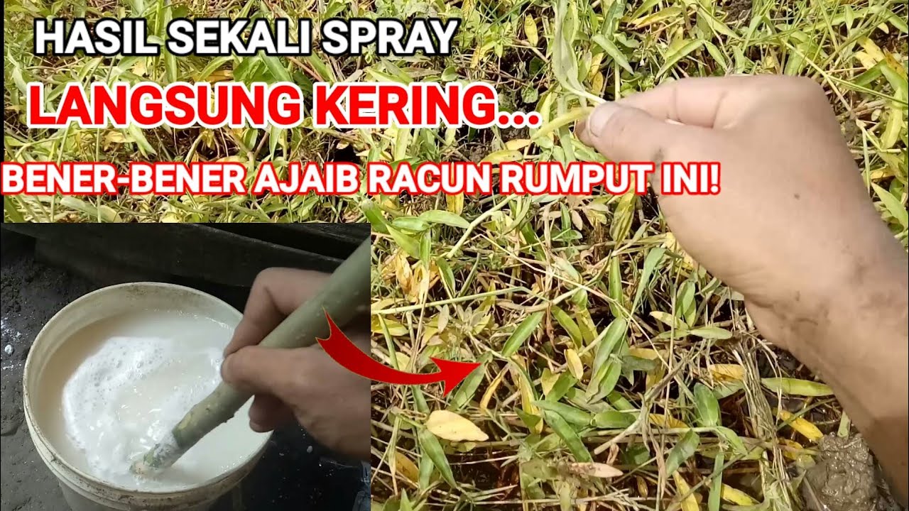 Semua Jenis Rumput Hancur Sampai Ke Akar Akarnya - YouTube