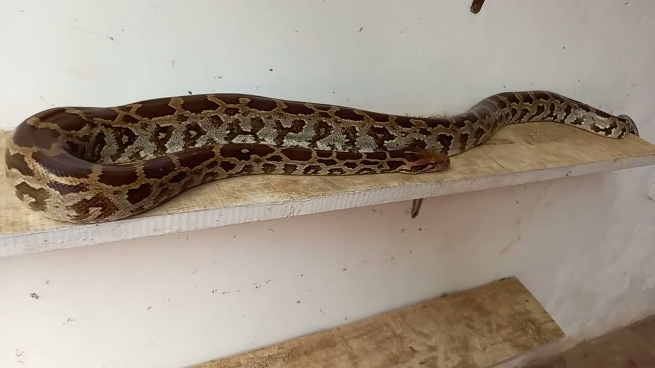 pimbura | snake | reptiles | cobra | dot snake | wild animals | srilankan pimbura - YouTube