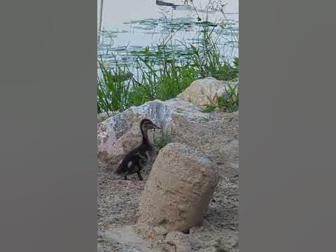 im obsessed with these ducks - YouTube