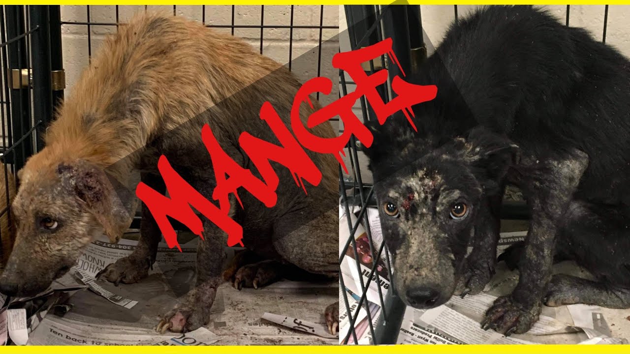 Types of dog mange-what is mange in dogs ? Demodectic, sarcoptic - YouTube