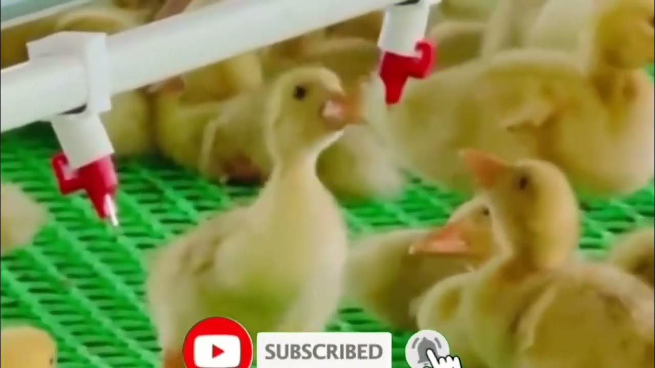 Baby Ducks - YouTube