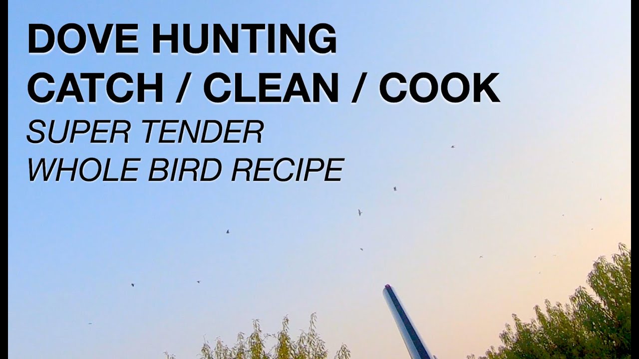 I Went Dove Hunting (Catch Clean Cook) WHOLE BIRD RECIPE - Super Tender ...