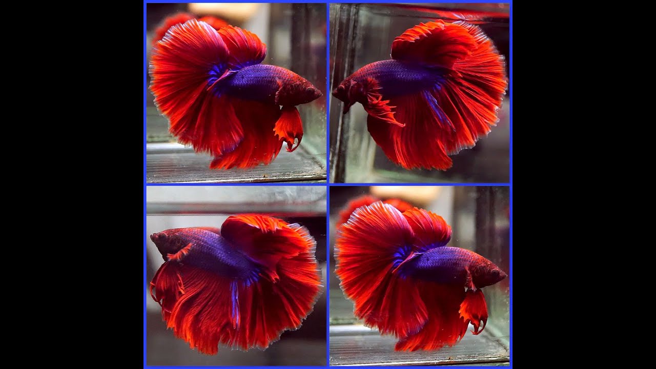 Betta Fish SUPER RED HELLBOY BLUE DEVIL Rosetail Halfmoon T485 - YouTube
