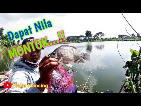 Mancing Ikan Nila Dapat Yang Montok