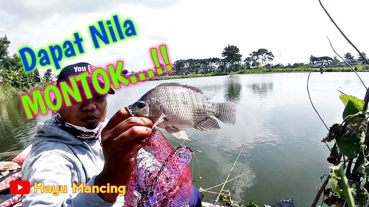 Mancing Ikan Nila Dapat Yang Montok - YouTube