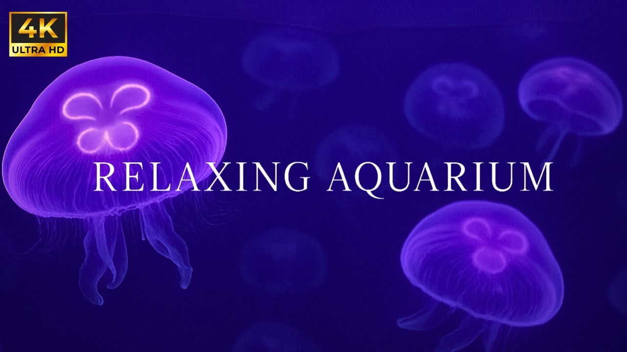 Healing Waters: Ethereal Sounds Jellyfish Meditation for Anxiety - YouTube