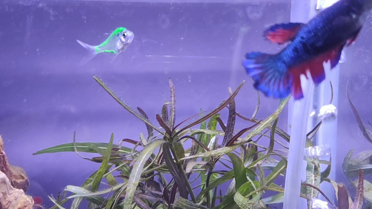 Filled tetras in female betta tank! 🤭 - YouTube