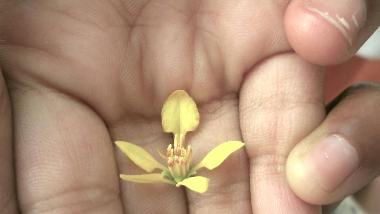 Bakmee Male - Geethanath Kudaligama- Victor Ratnayake - YouTube