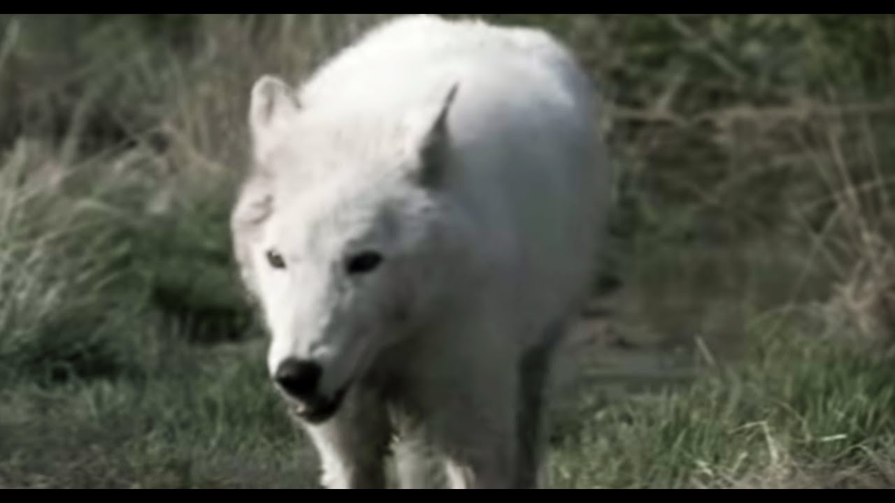 Lobo in Love | Lobo | The Wolf That Changed America | BBC Earth - YouTube