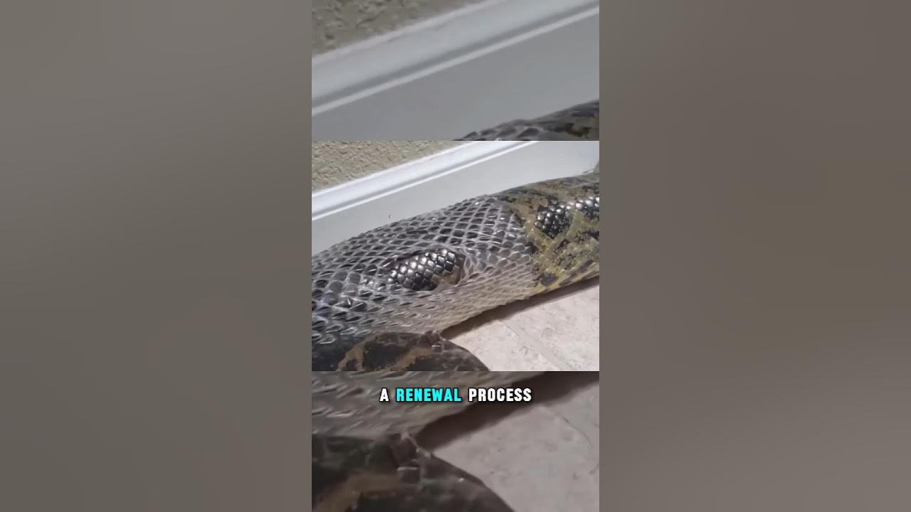Why Do Snakes Shed Their Skin? 🐍 - YouTube