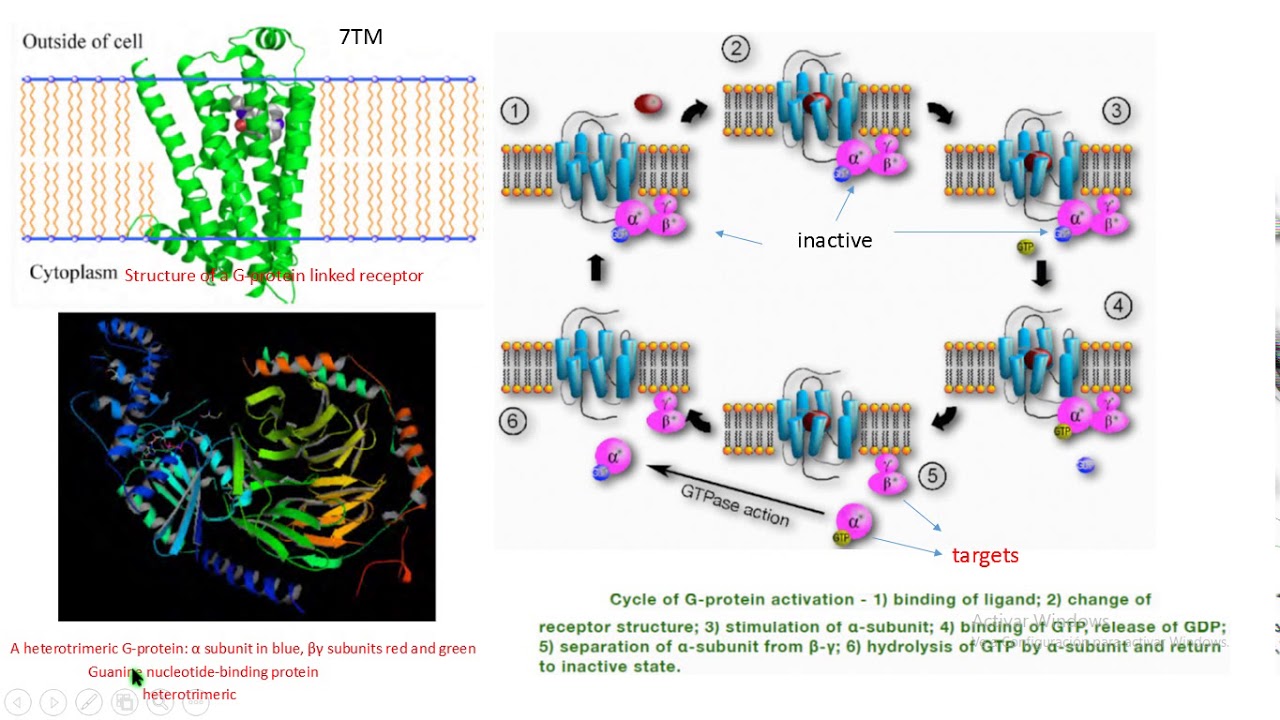 G protein receptor 7TM signal transduction biochemistry bioquímica ...