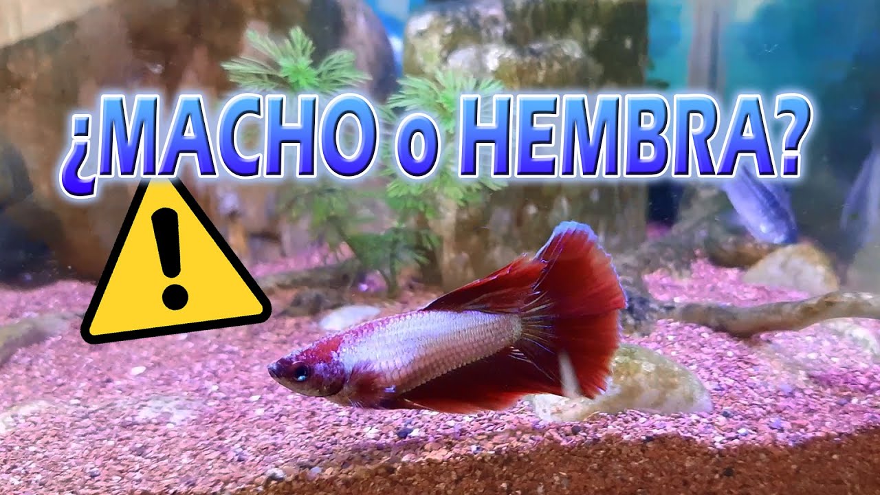 CÓMO SABER SI UN BETTA ES MACHO O HEMBRA - YouTube
