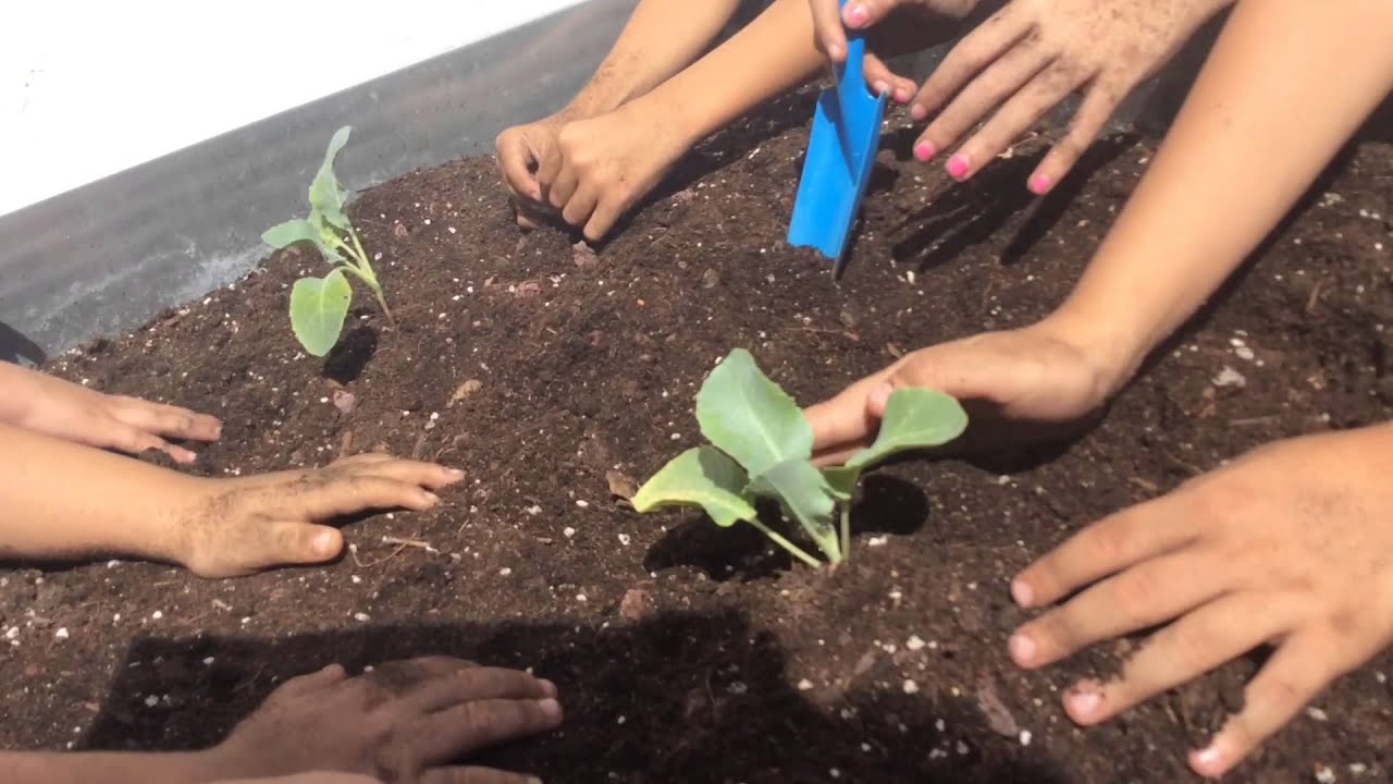 Escola FEDAC Ripollet. APADRINAMENT DE L'HORT. - YouTube