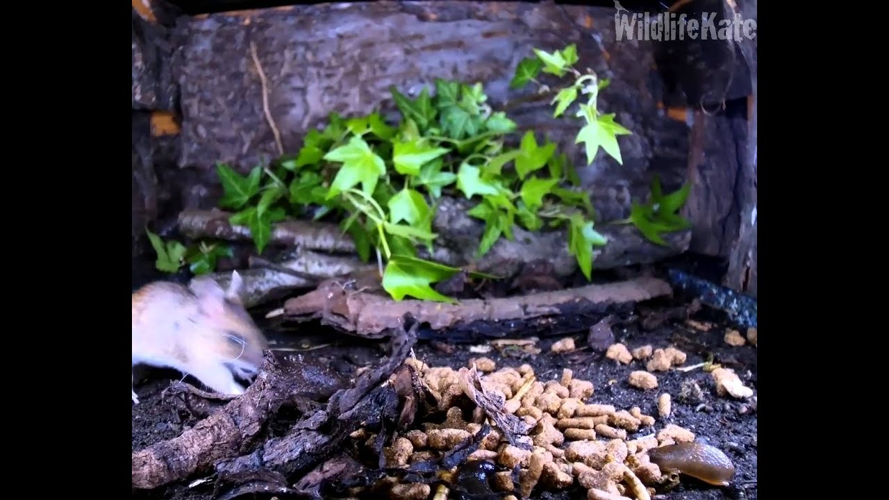 Wood Mouse stashing food - YouTube
