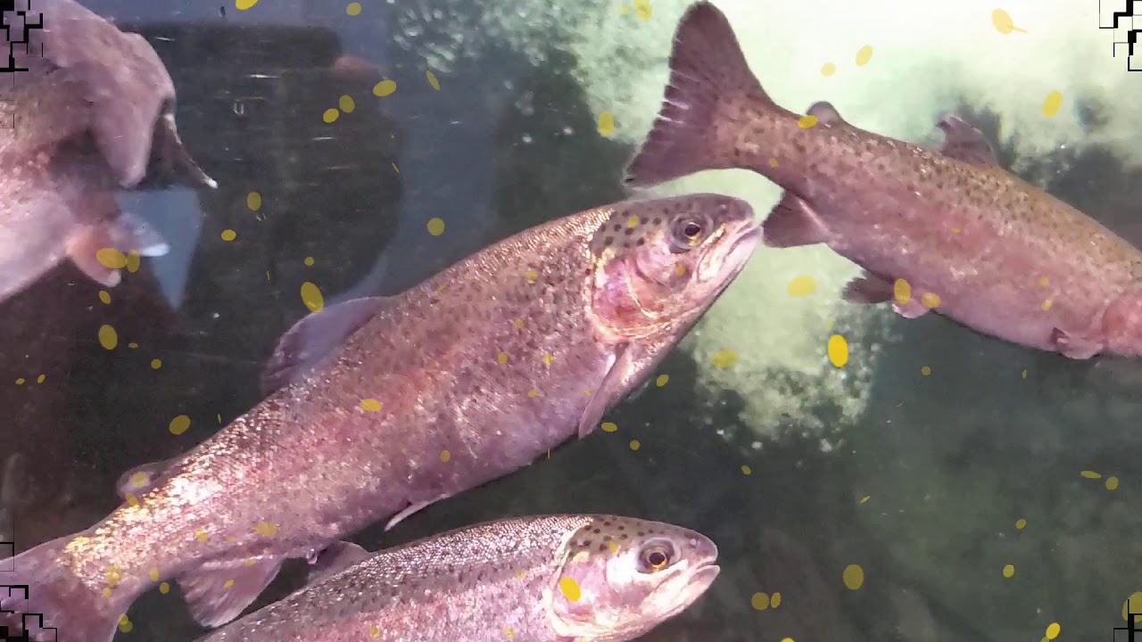 Monterey Bay Aquarium. Sea creatures big and small. - YouTube