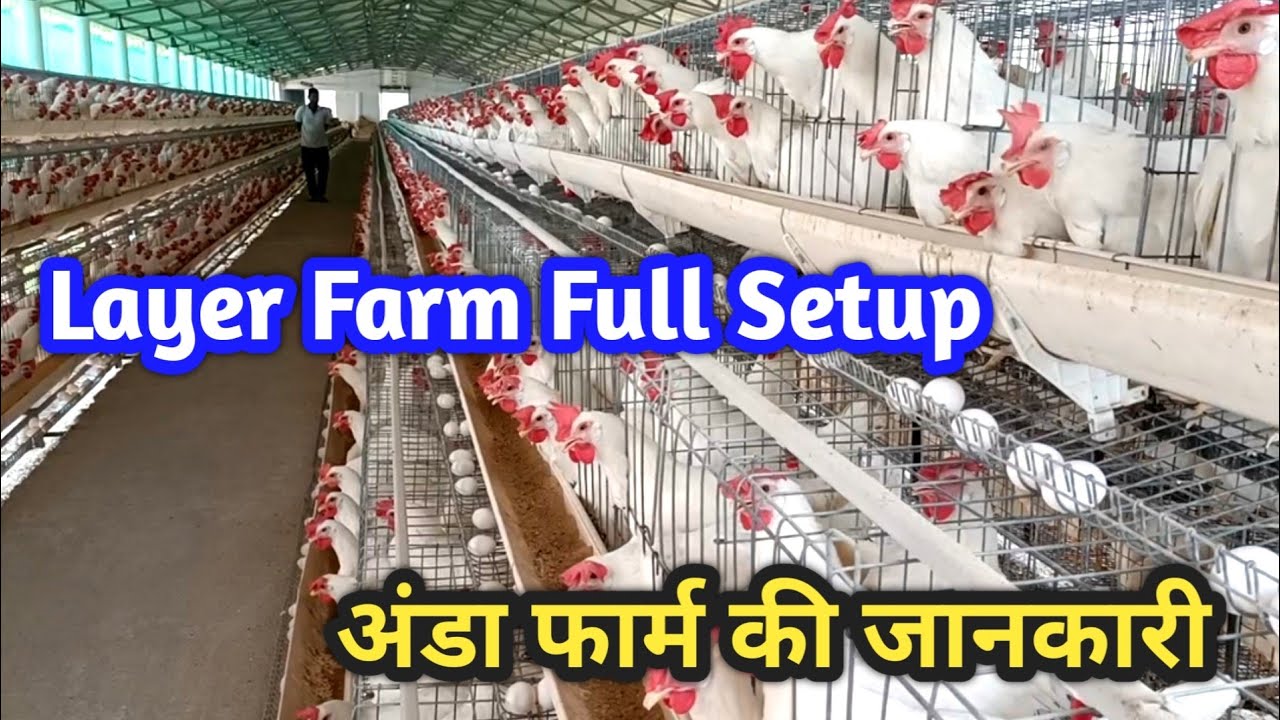 How to start layer farming l Layer Farming l Layer Farming in Assam ...