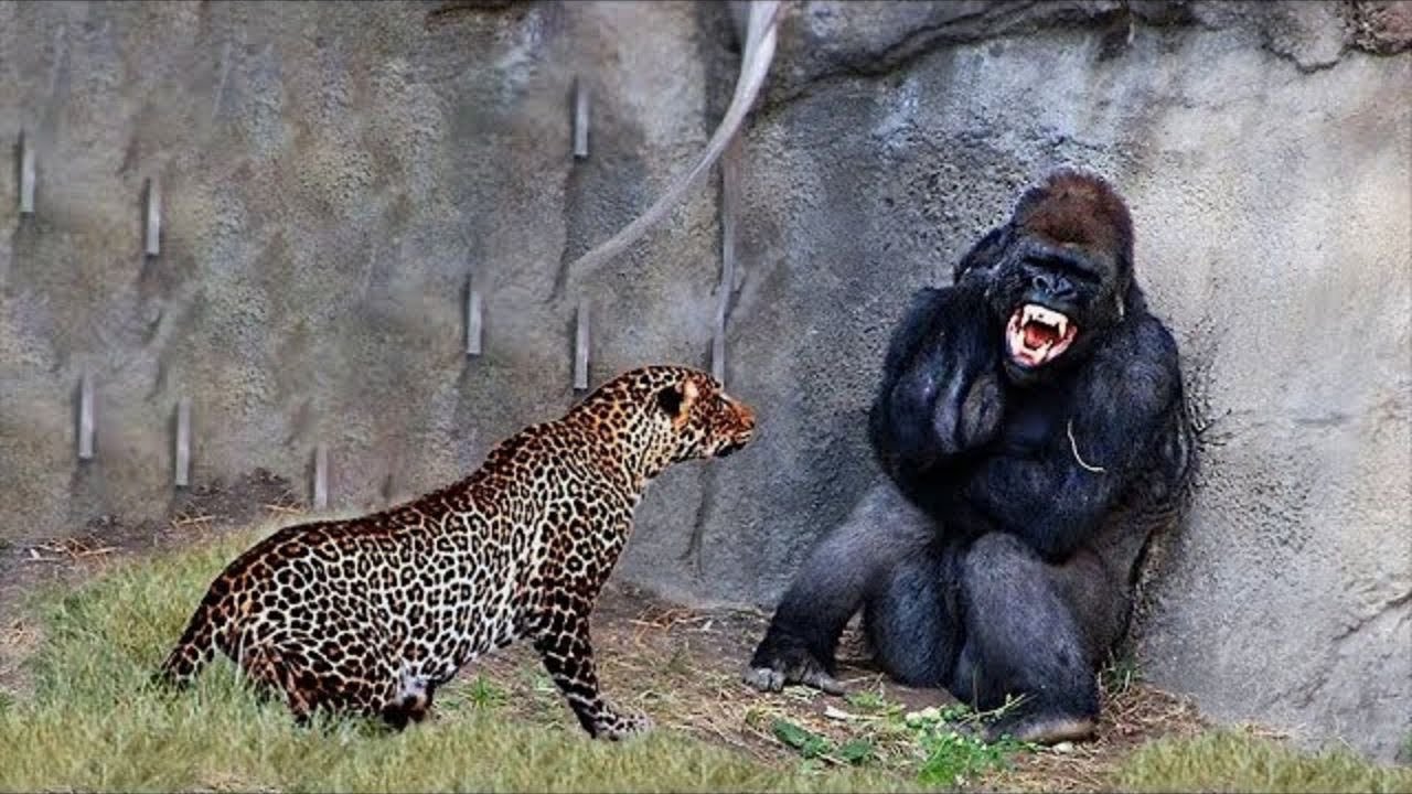 15 Times when Animals Messed with wrong opponents and paid a heavy ...