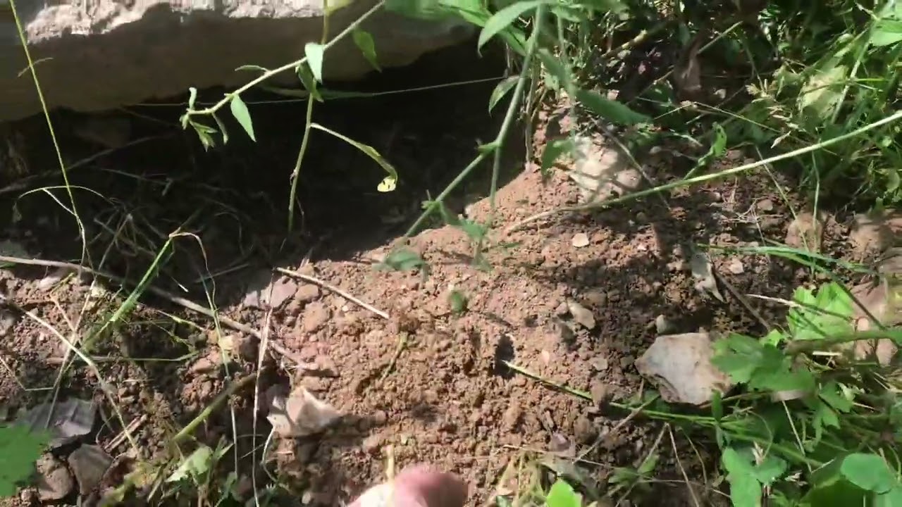 how to FIND “ground hog holes” (dens, main entrance, side entrance ...