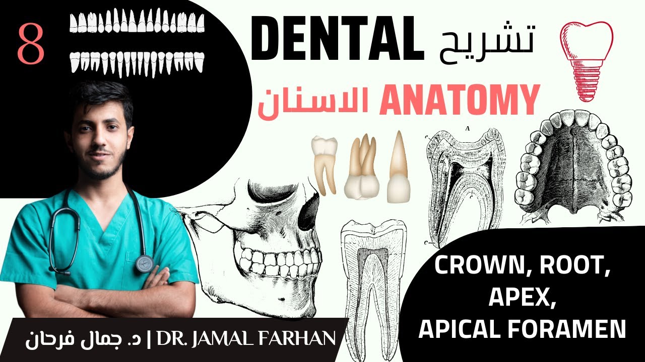 Dental Anatomy Course | lecture 1 | part 8 | Crown, Root, Apex, Apical ...