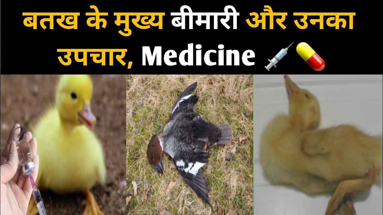 duck diseases & treatment | बतख के सारे बीमारी और इलाज 🔥🦆💉| duck farm ...