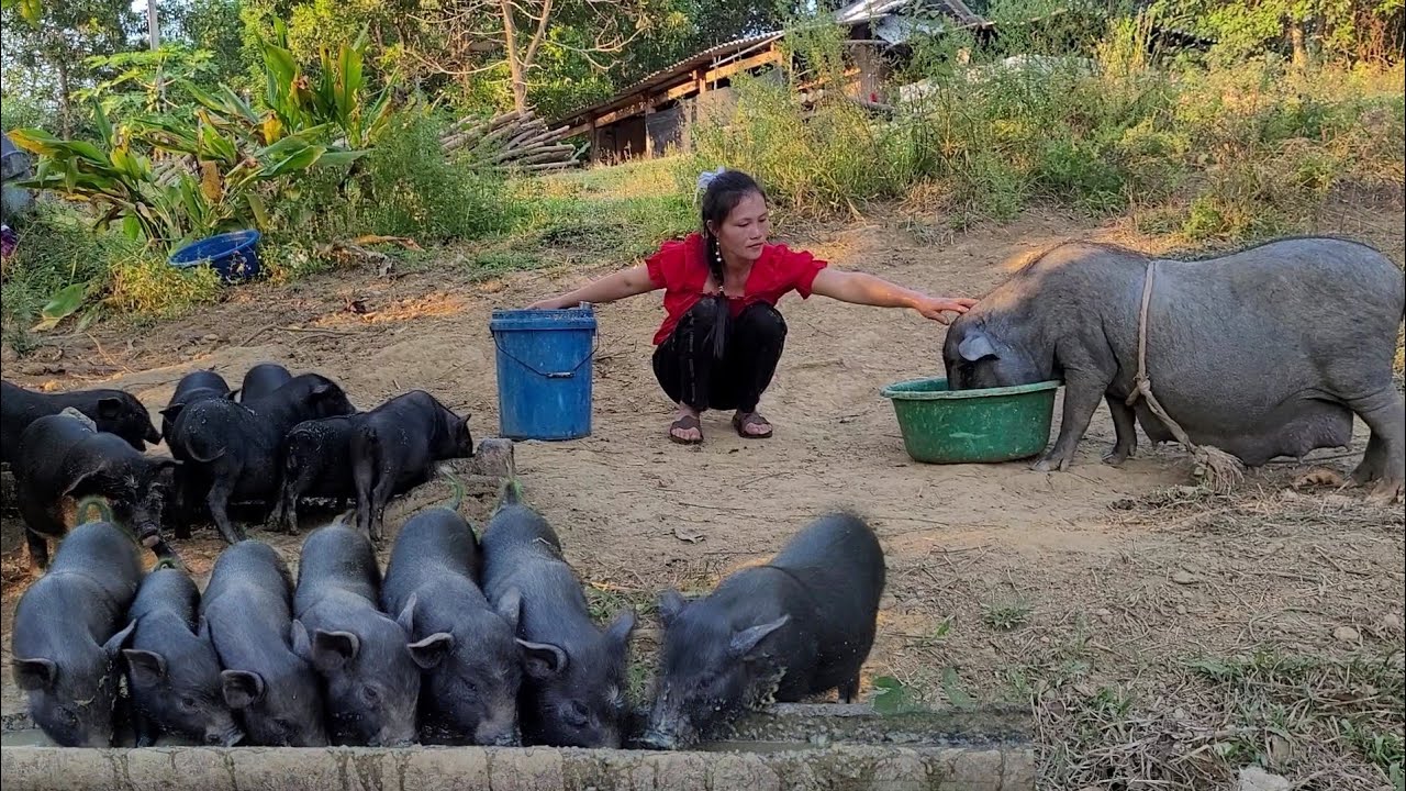 take their children to school, cook bran and take care of pigs at home ...