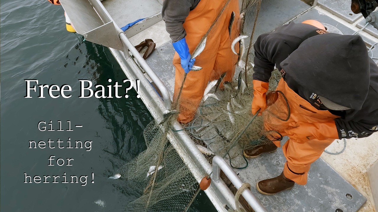 Icing Up and Netting Some Herring Bait! - Halibut Longline Season 2024 ...