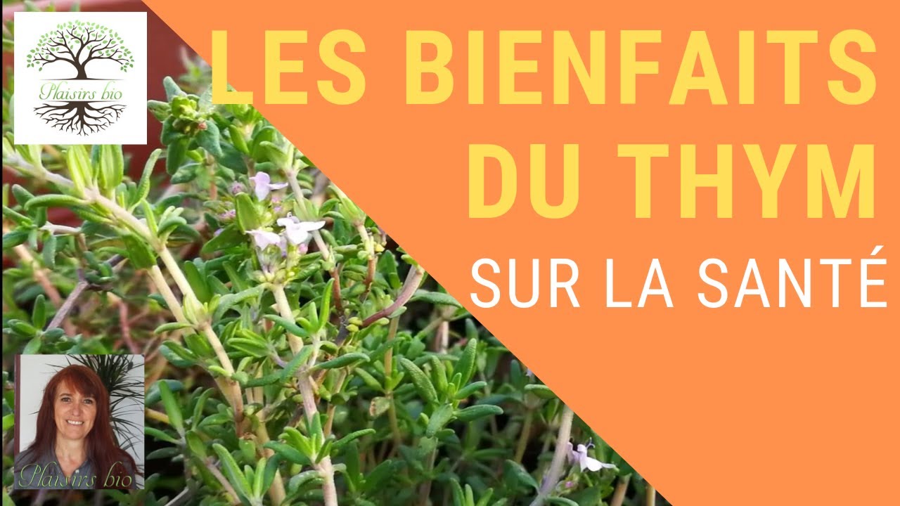 LE THYM : bienfaits sur la santé, beauté et bien-être. Traitement pour ...