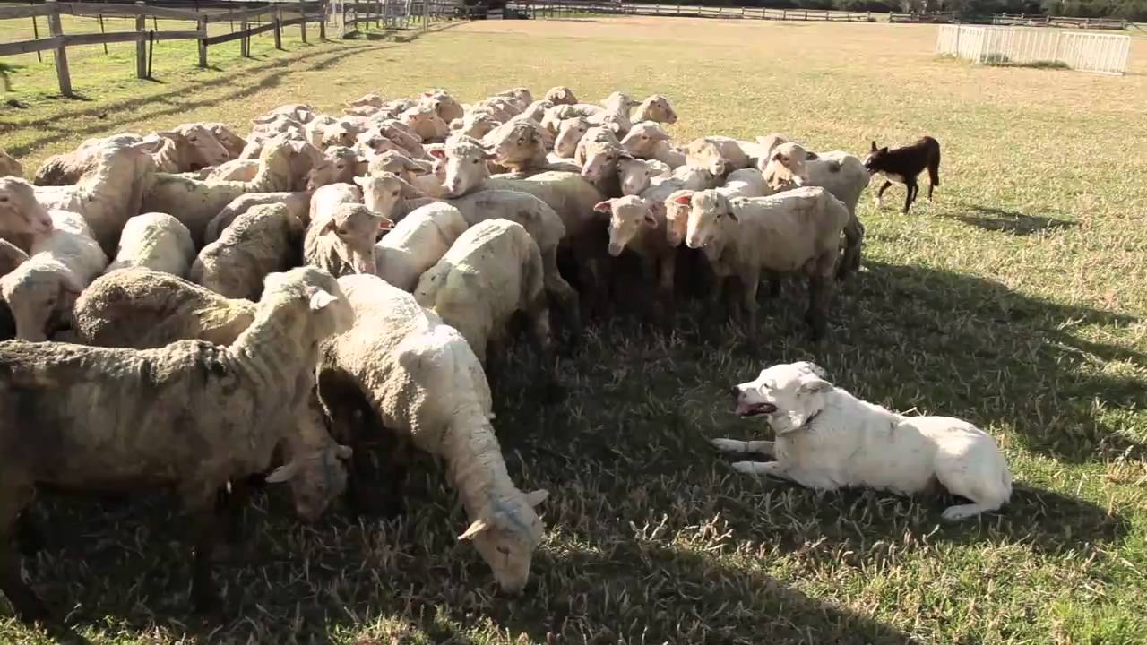 Sam holds the sheep - YouTube