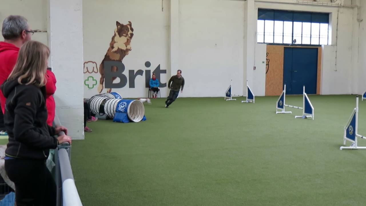Majstrovstvá Slovenska v agility 2016 - Messi - Open Jumping - YouTube