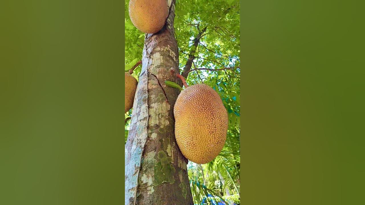 ചക്ക ചക്ക Youtube