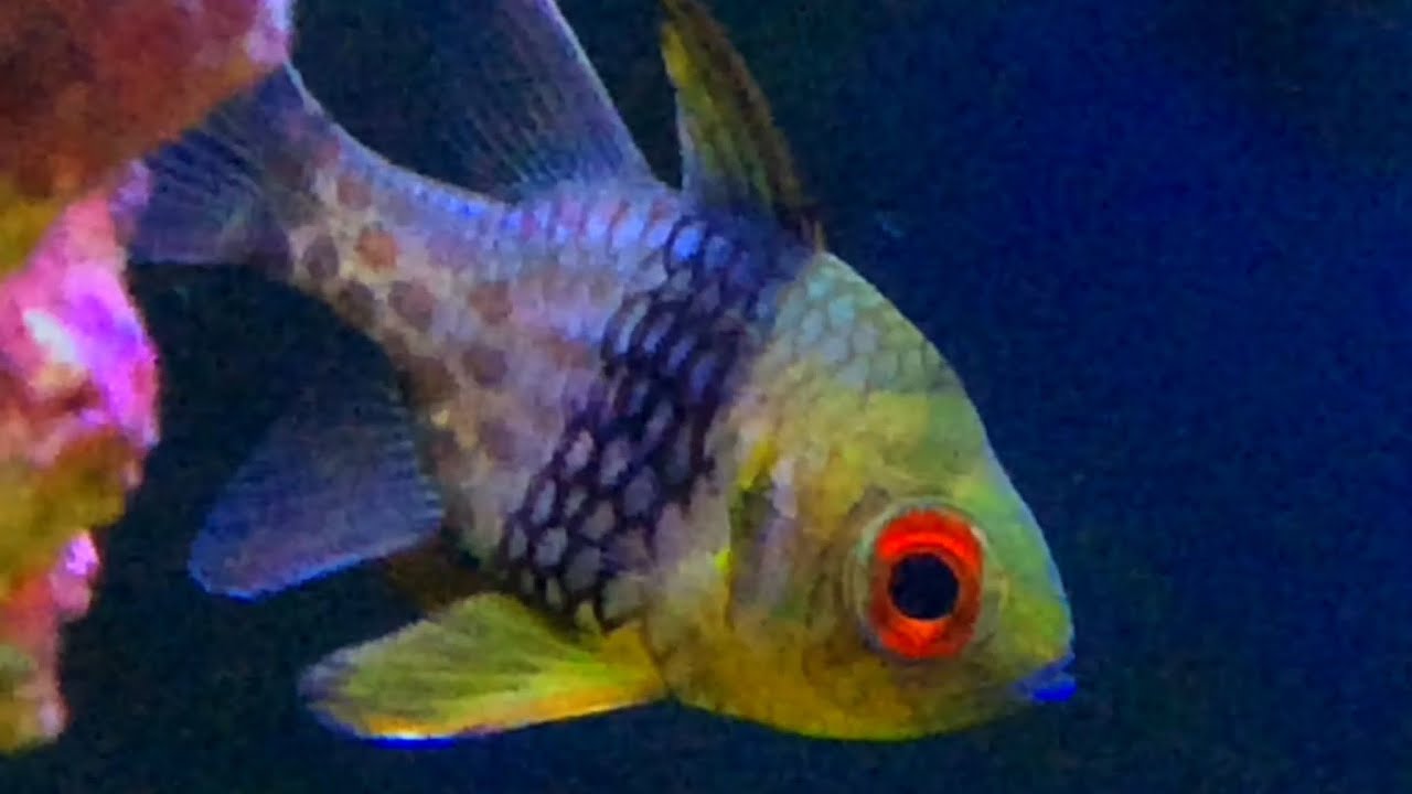 Pyjama Cardinal Care - YouTube